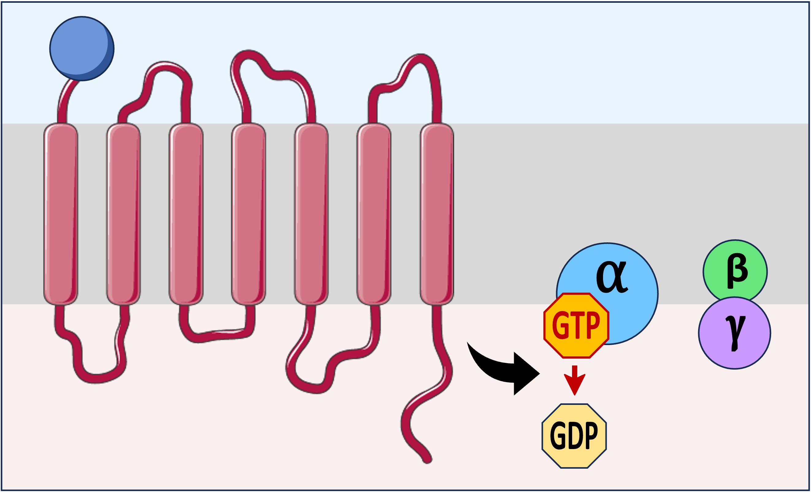 Signal Pathways